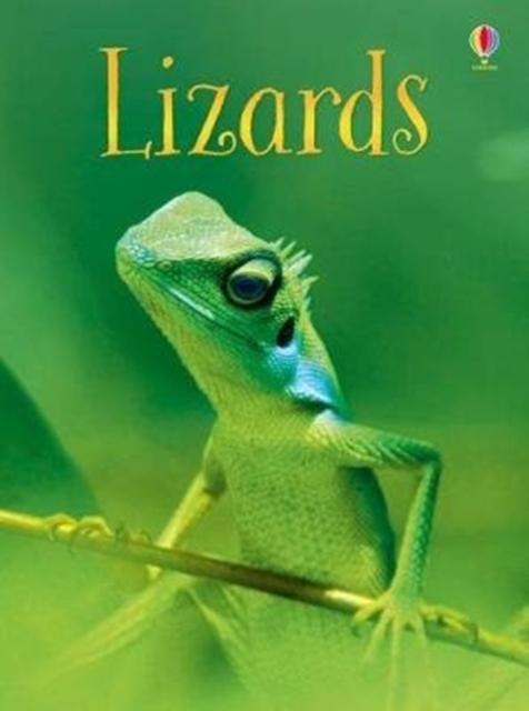 Lizards | Knowledge Tower